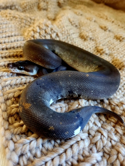 Super Cinnamon Ball Python by Pythons Heaven