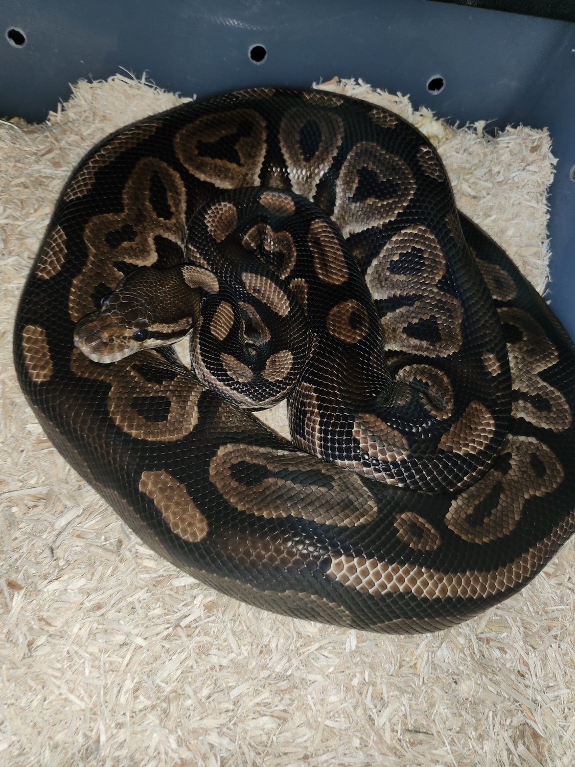 Black Pastel Ball Python by Pythons Heaven - MorphMarket