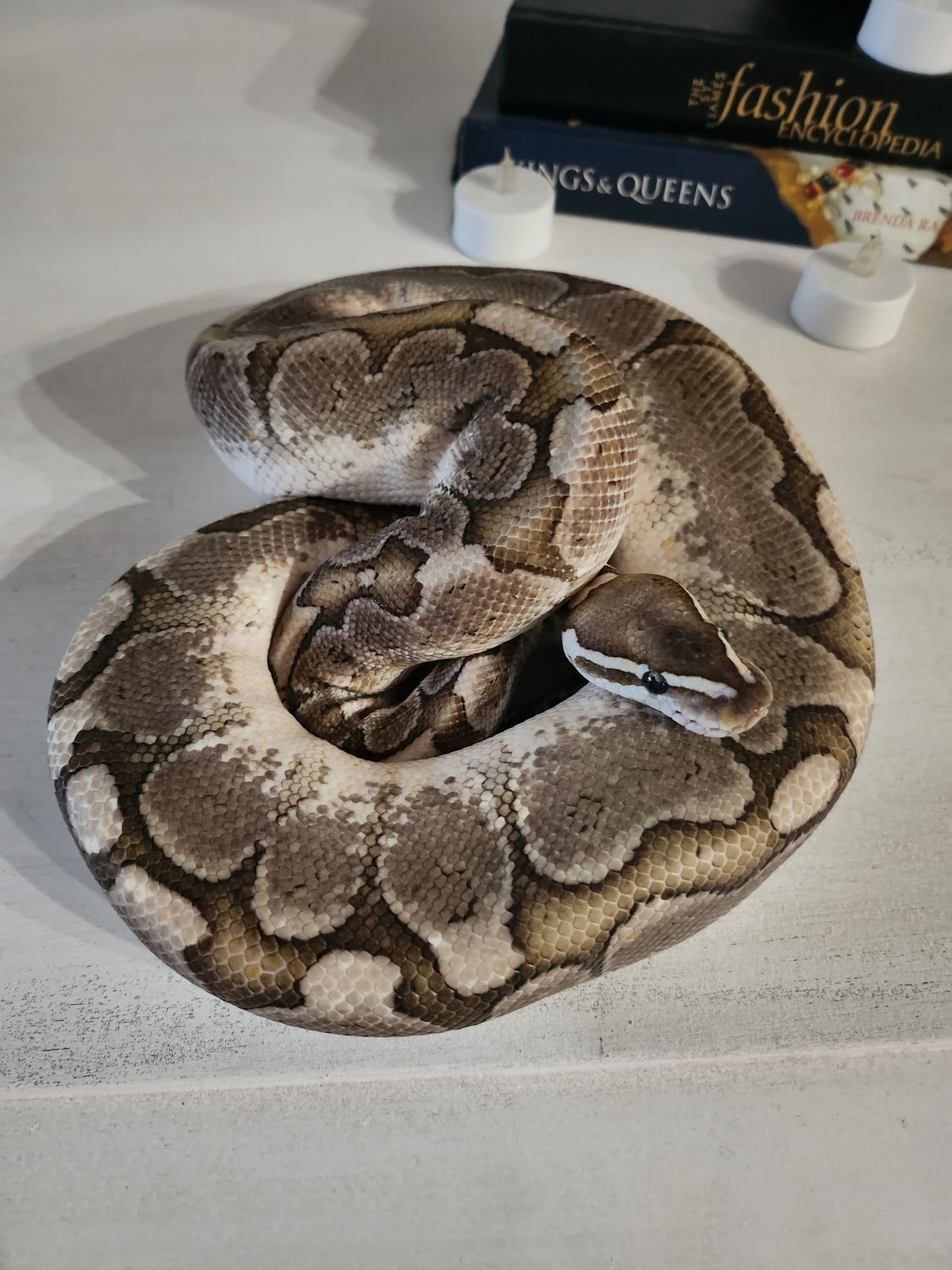 Bamboo Pastel Ball Python by Pythons Heaven - MorphMarket