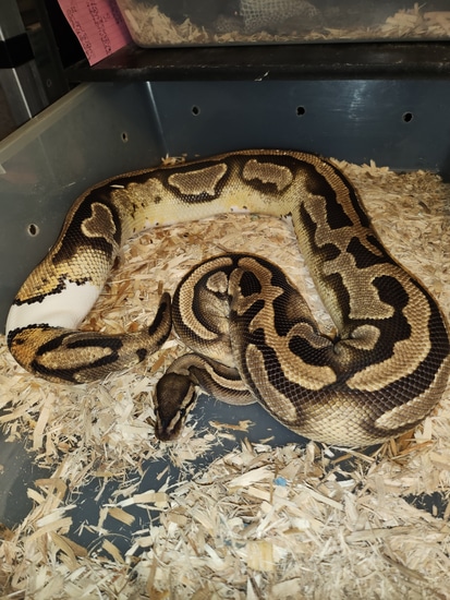 Pied Ball Python by Pythons Heaven
