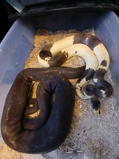 Super Cinnamon Ball Python by Pythons Heaven