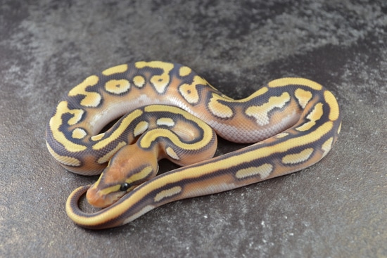 Super Orange Dream Phantom Hypo Ball Python by ReneSnakemd