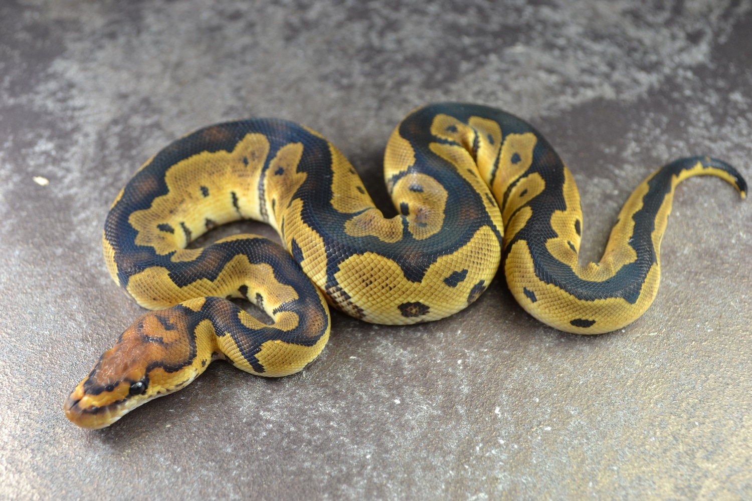 Clown Het Hypo Ball Python by ReneSnakemd - MorphMarket