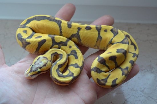 Enchi Firefly Hypo Het Clown Ball Python by ReneSnakemd