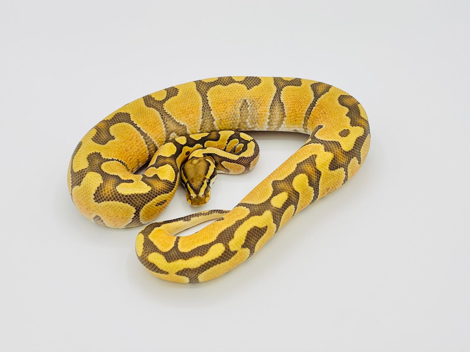 Enchi Orange Ghost Ball Python by Renfro Reptiles - MorphMarket