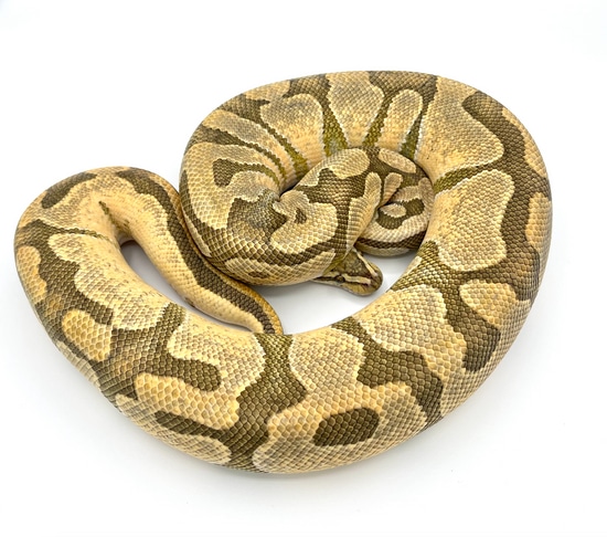 Enchi Orange Ghost Ball Python by Renfro Reptiles