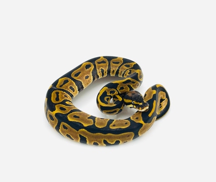 Pastel GHI Freeway Ball Python by Renfro Reptiles - MorphMarket