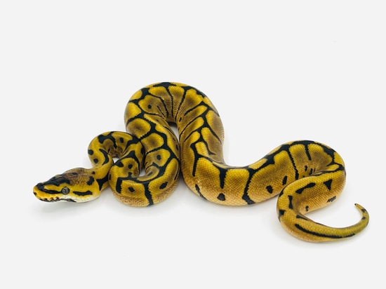 Leopard Spider Ball Python by Renfro Reptiles