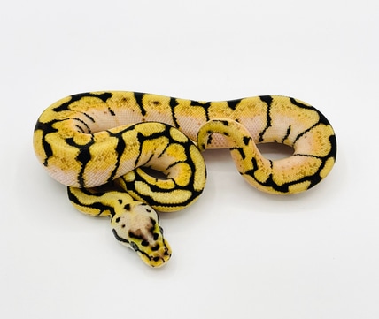 Pastel GHI Freeway Ball Python by Renfro Reptiles - MorphMarket