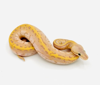 Pastel GHI Freeway Ball Python by Renfro Reptiles - MorphMarket