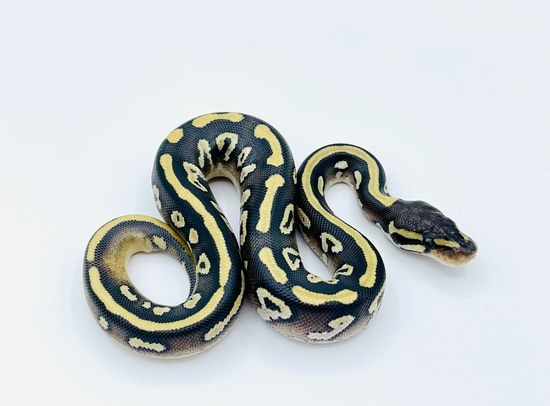 Mojave Yellow Belly Double Het VPI Axanthic Pied Ball Python by Renfro ...