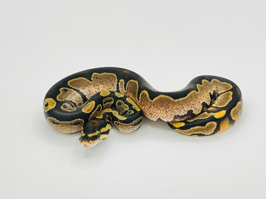 Calico Triple Het Pied Albino VPI Axanthic Ball Python by Renfro Reptiles