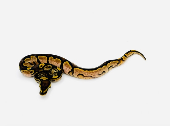 Calico Triple Het Pied Albino VPI Axanthic Ball Python by Renfro Reptiles