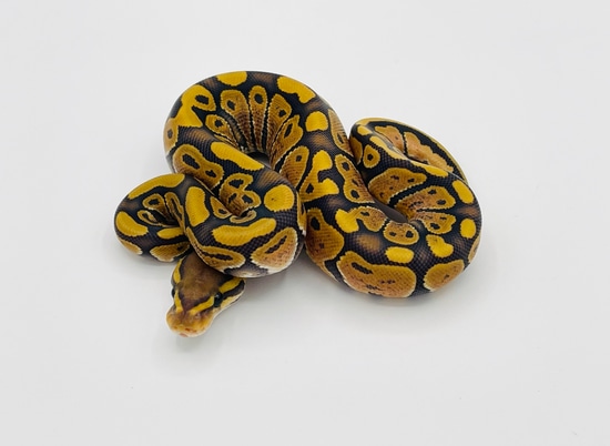 Orange Ghost Ball Python by Renfro Reptiles