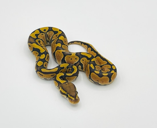 Orange Ghost Ball Python by Renfro Reptiles