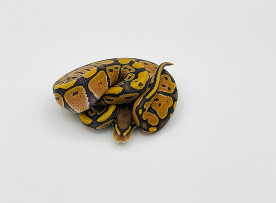 Orange Ghost Ball Python by Renfro Reptiles