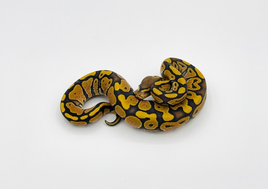Orange Ghost Ball Python by Renfro Reptiles