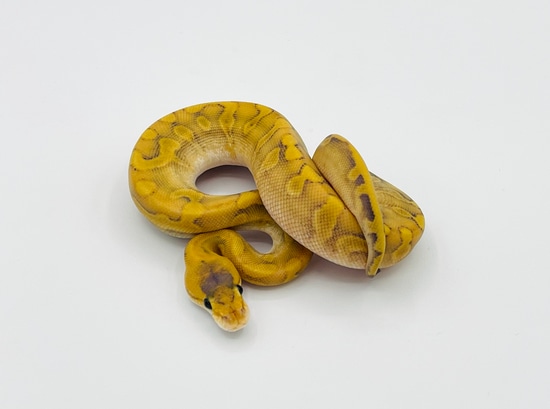 Enchi Champagne Orange Ghost (Enchi Mimosa) Ball Python by Renfro Reptiles