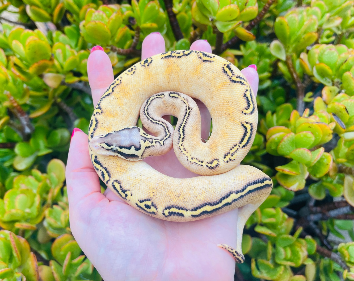 Pastel GHI Freeway Ball Python by Renfro Reptiles - MorphMarket