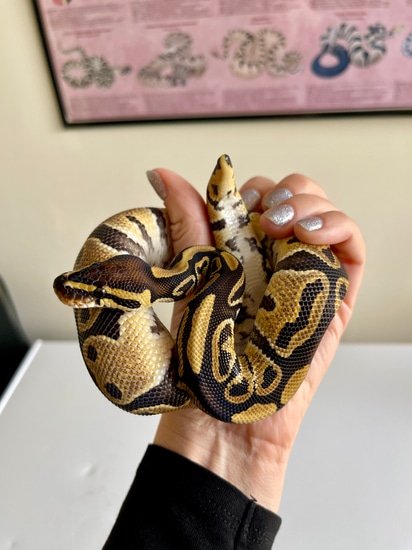 Normal 100% Het Clown Ball Python by Renfro Reptiles