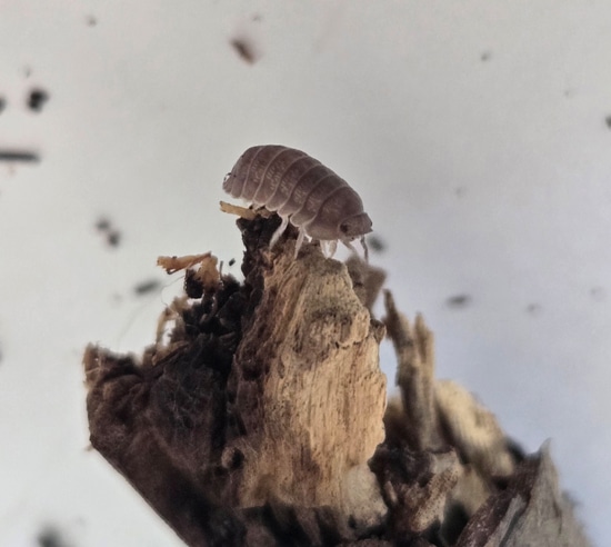 Little Sea Isopods 15ct For $15 by Eevee's Pod and Plants
