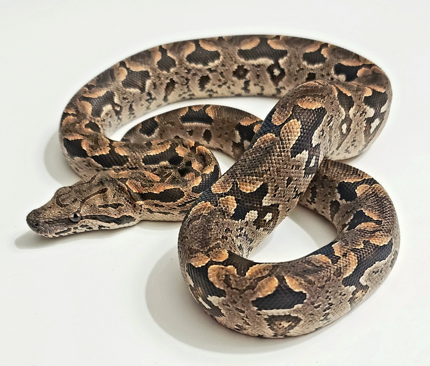 Dumeril's Boa, Female Ground Boa by Pikes Peak Reptiles - MorphMarket
