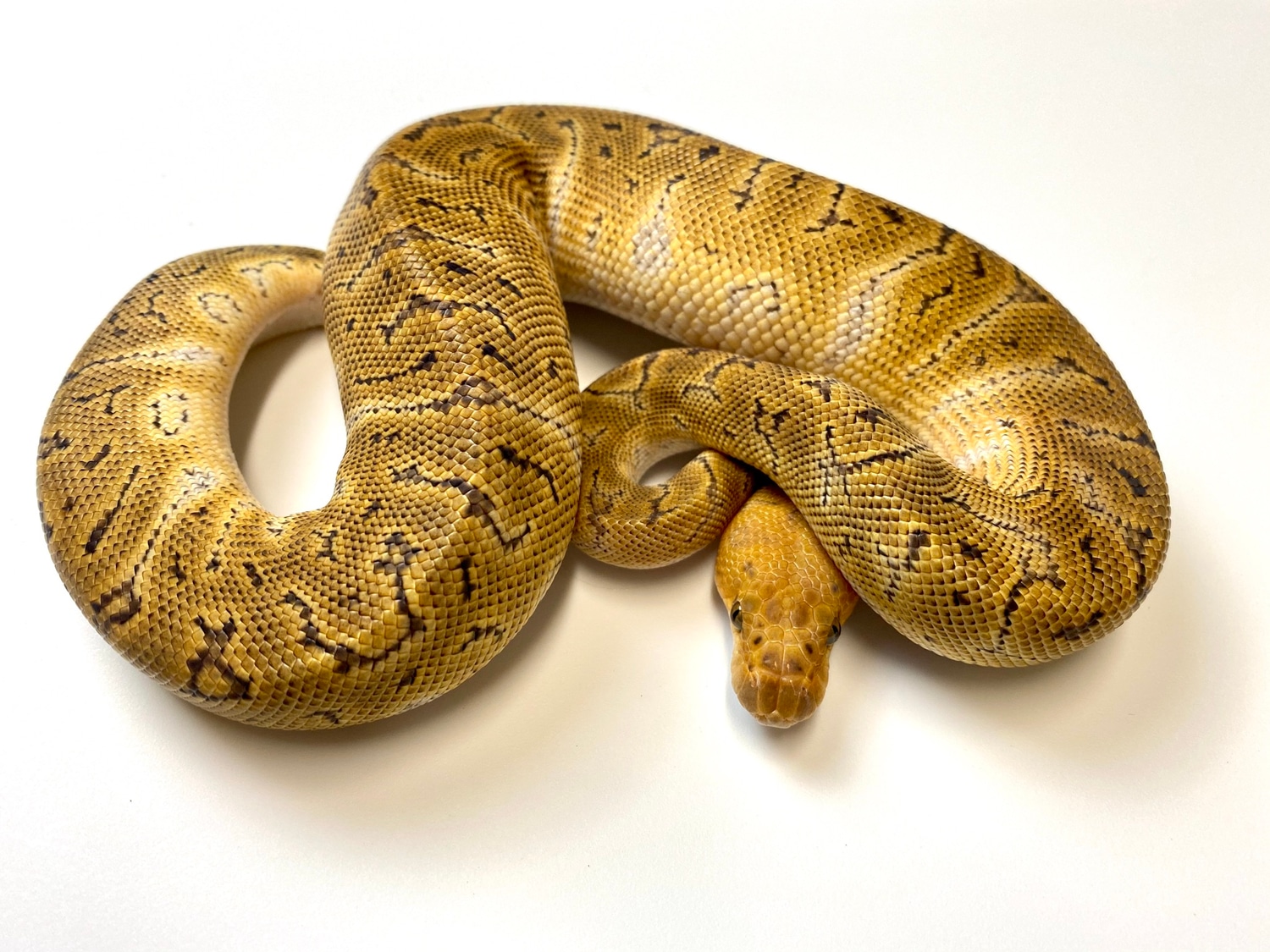 GHI Pinstripe Clown Ball Python by Renowned Reptiles - MorphMarket