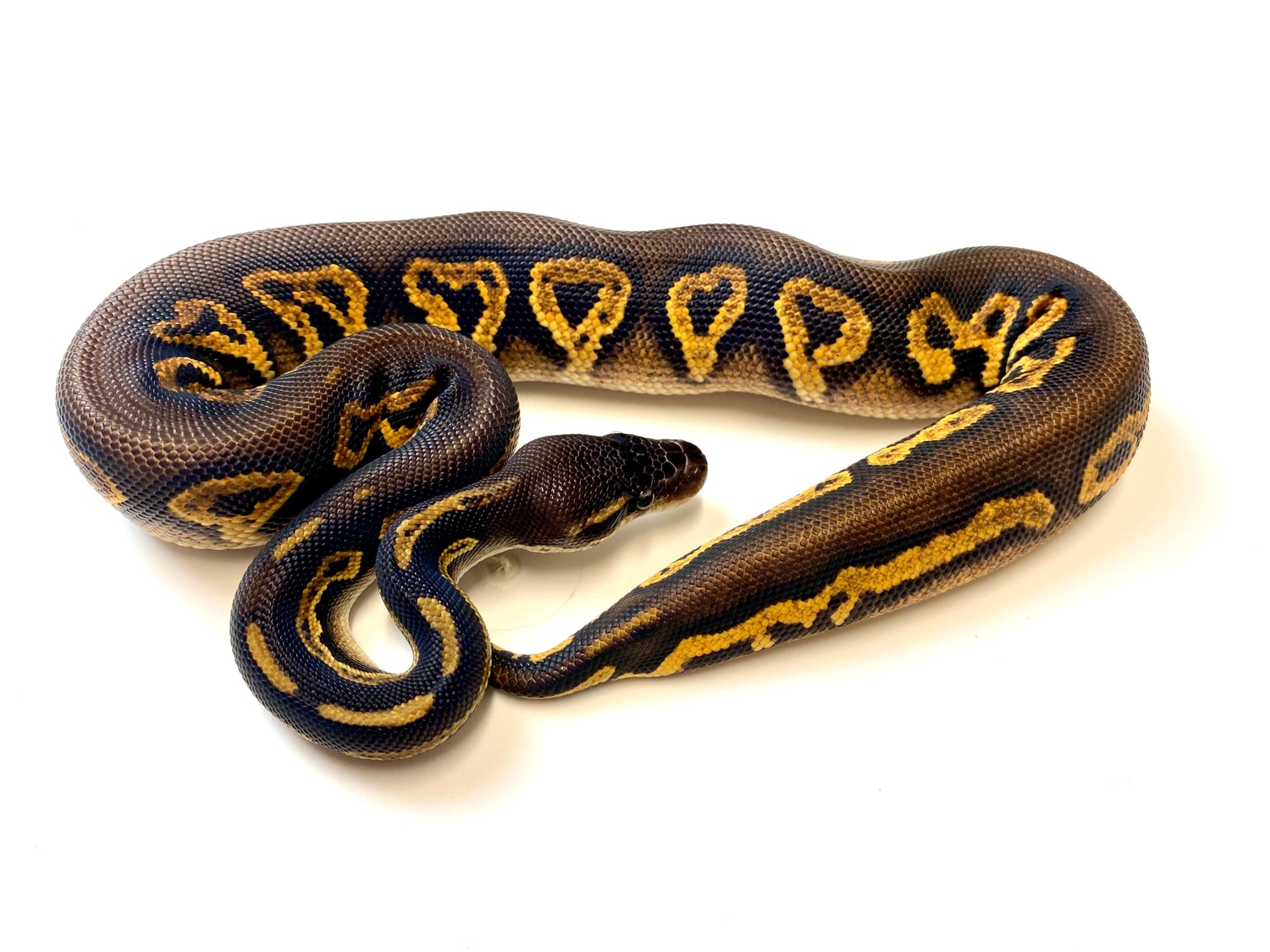 Super Blackhead Pastel Poss Yellowbelly 50% Het Axanthic Ball Python by ...