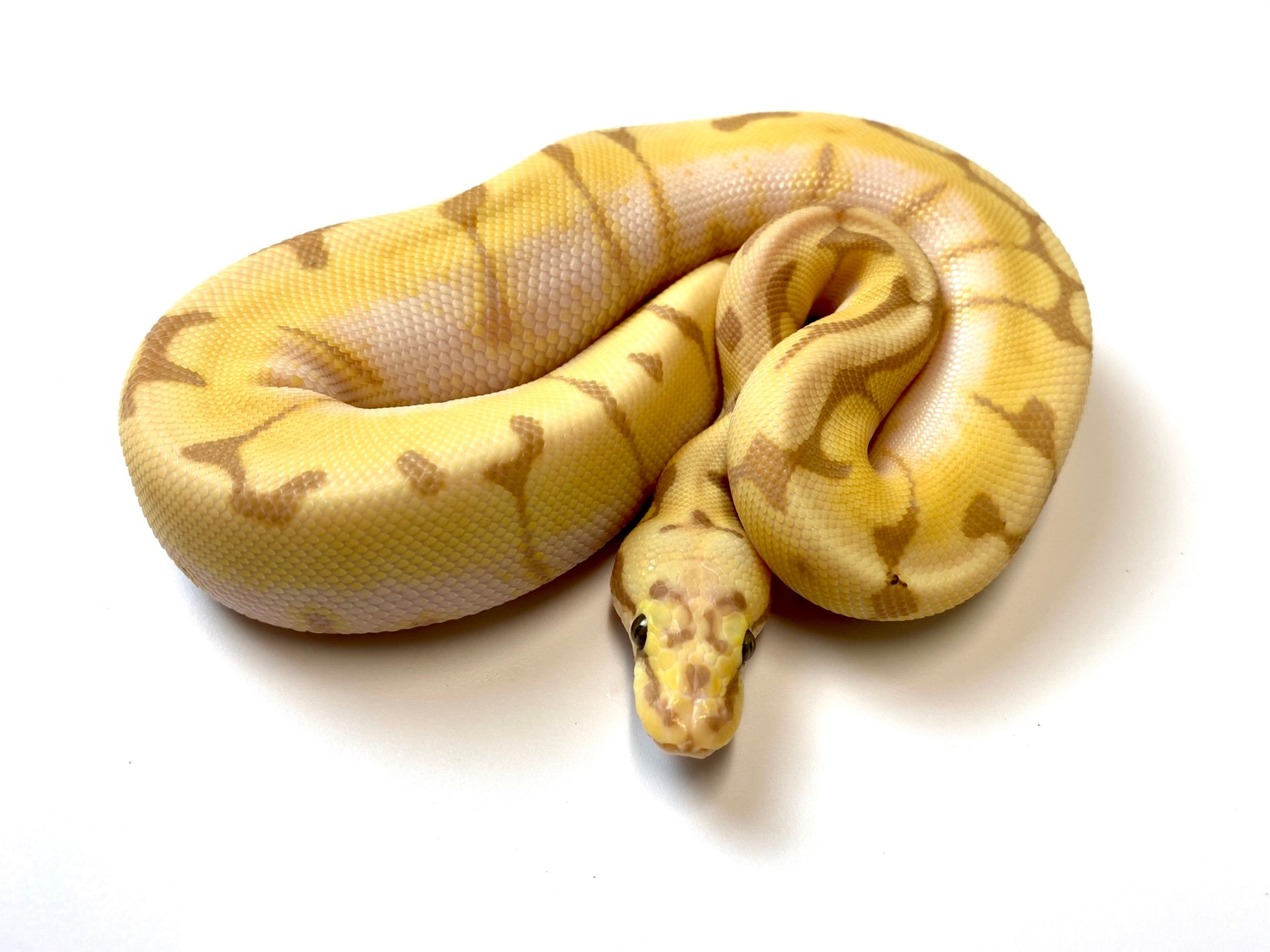 Banana Enchi Bumblebee Ball Python by Renowned Reptiles - MorphMarket
