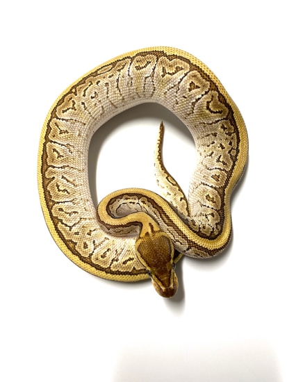 Mojave Pinstripe 66% Het Clown Possible Xtreme Gene Ball Python by ...