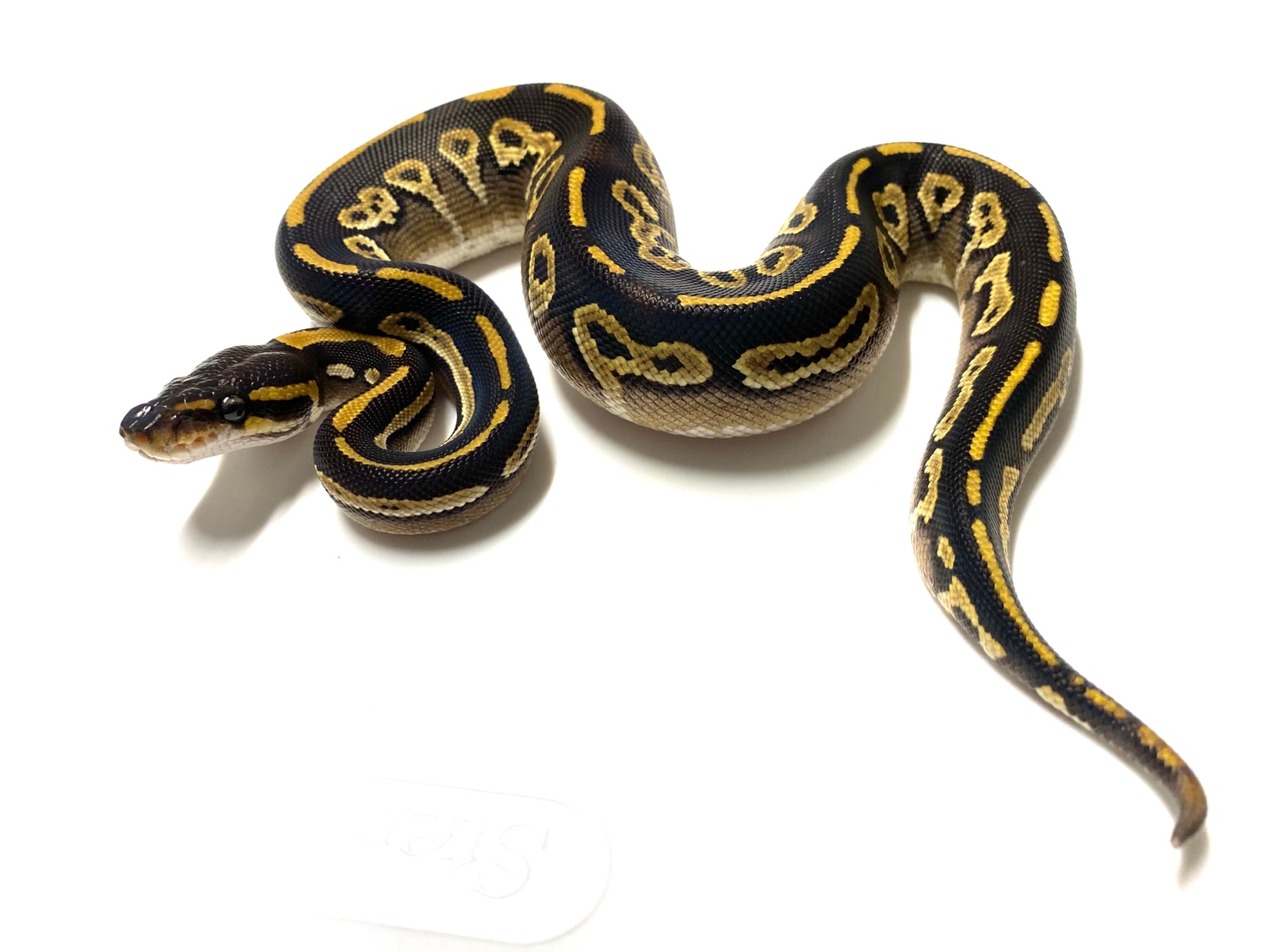 Blackhead Mojave 50% Het Clown Ball Python by Renowned Reptiles ...