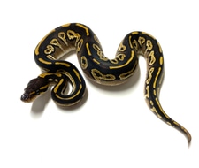 Blackhead Mojave 50% Het Clown Ball Python by Renowned Reptiles ...