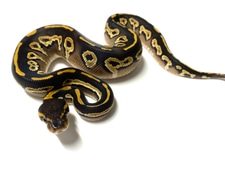Blackhead Mojave 50% Het Clown Ball Python by Renowned Reptiles ...