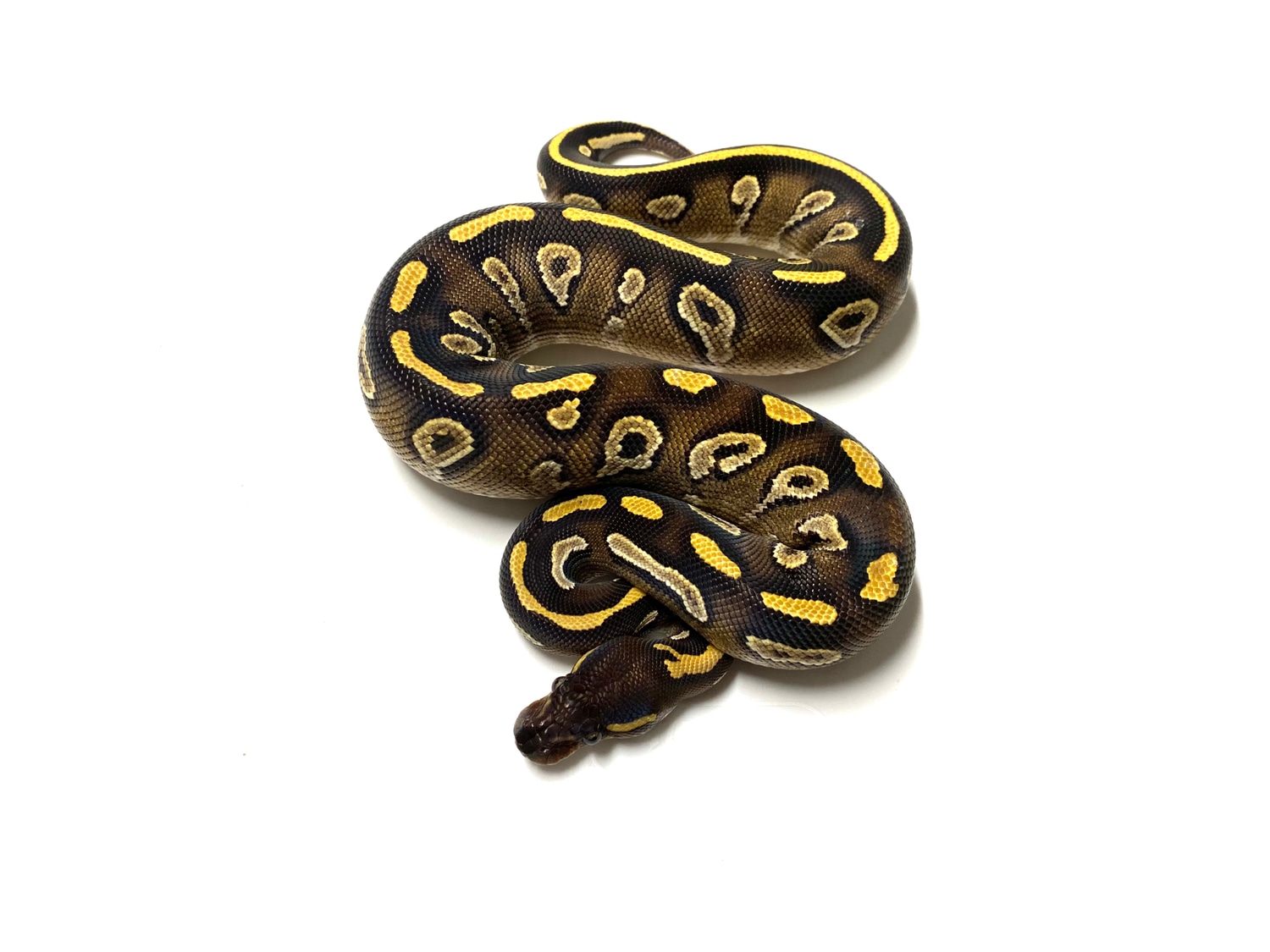 Blackhead Mojave YB/Gravel Ball Python by Renowned Reptiles - MorphMarket
