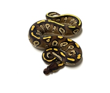 Blackhead Mojave YB/Gravel Ball Python by Renowned Reptiles - MorphMarket
