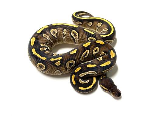 Blackhead Mojave YB/Gravel Ball Python by Renowned Reptiles - MorphMarket