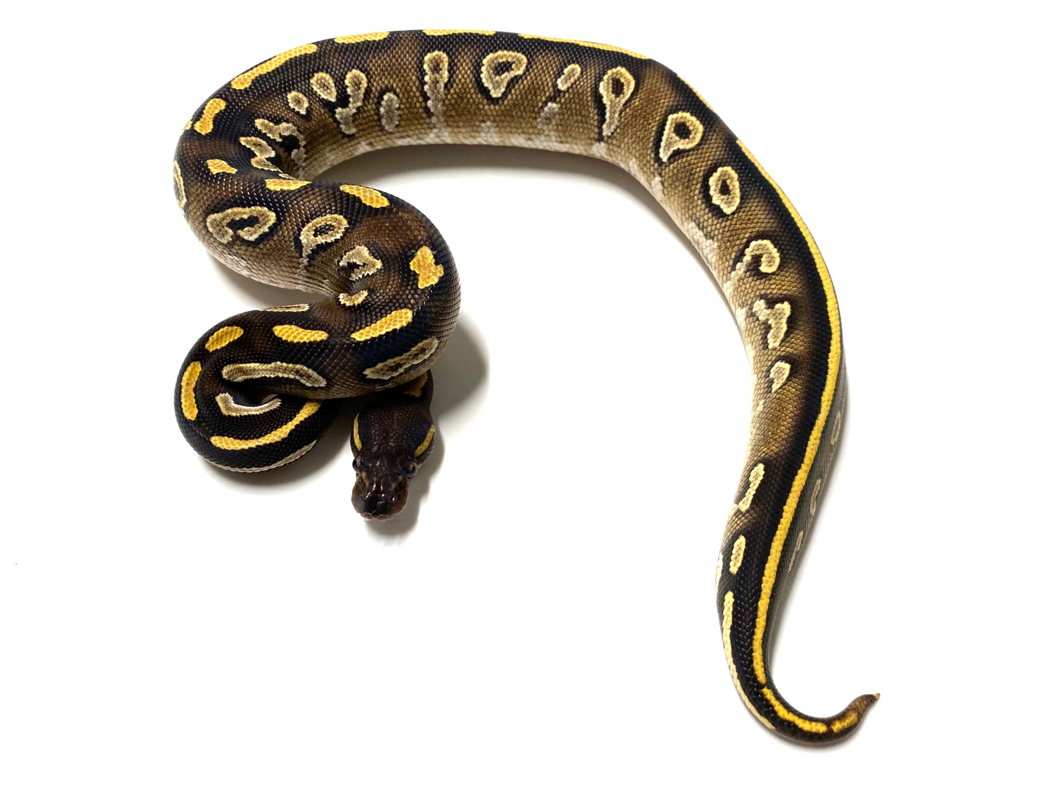 Blackhead Mojave YB/Gravel Ball Python by Renowned Reptiles - MorphMarket
