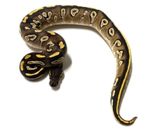 Blackhead Mojave YB/Gravel Ball Python by Renowned Reptiles - MorphMarket