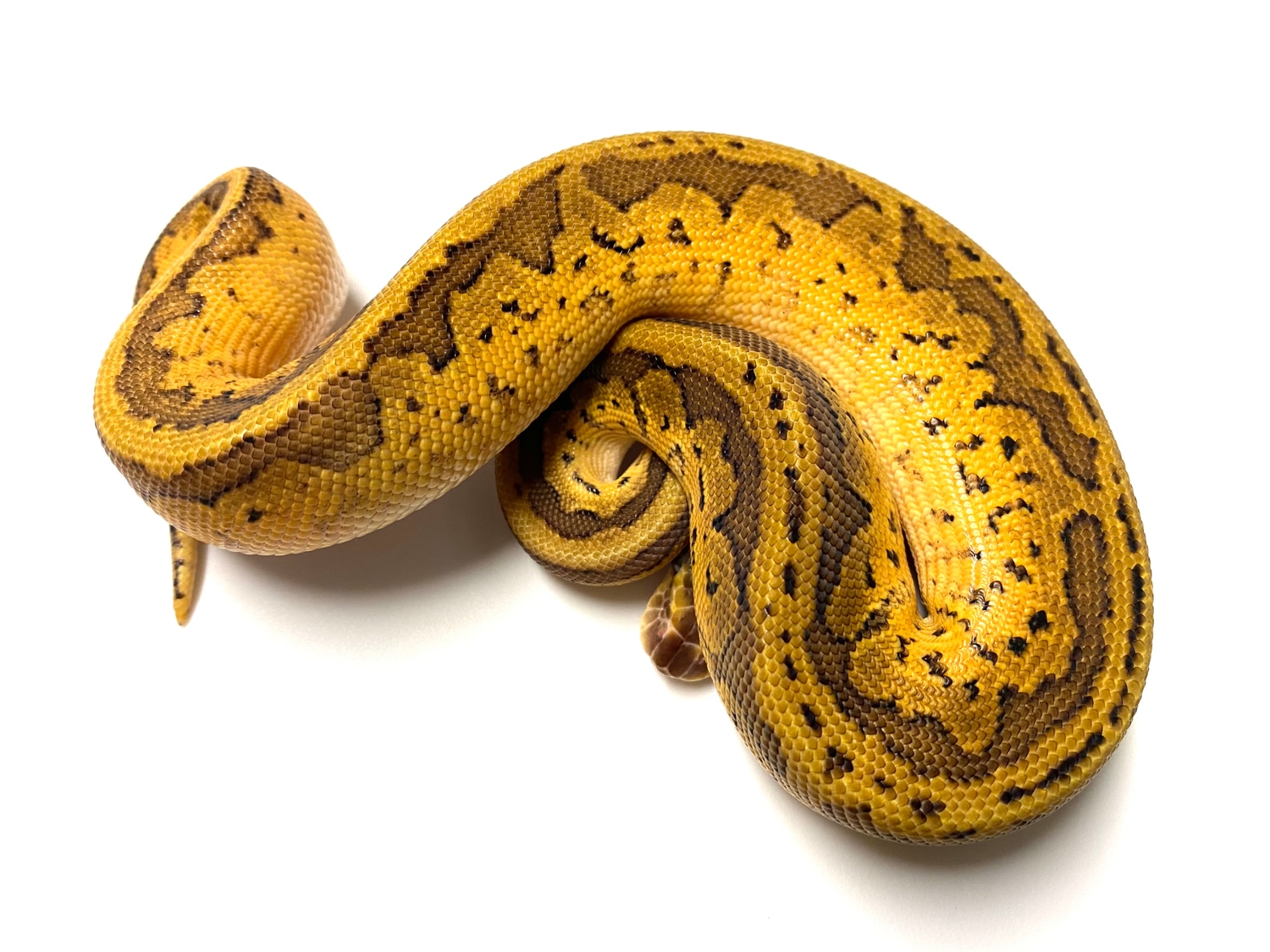 Blackhead Pinstripe Pastel 100% Double Het Clown Pied Ball Python by ...