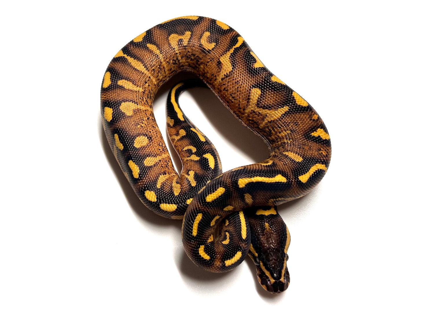 Super Gravel Ball Python by Renowned Reptiles - MorphMarket