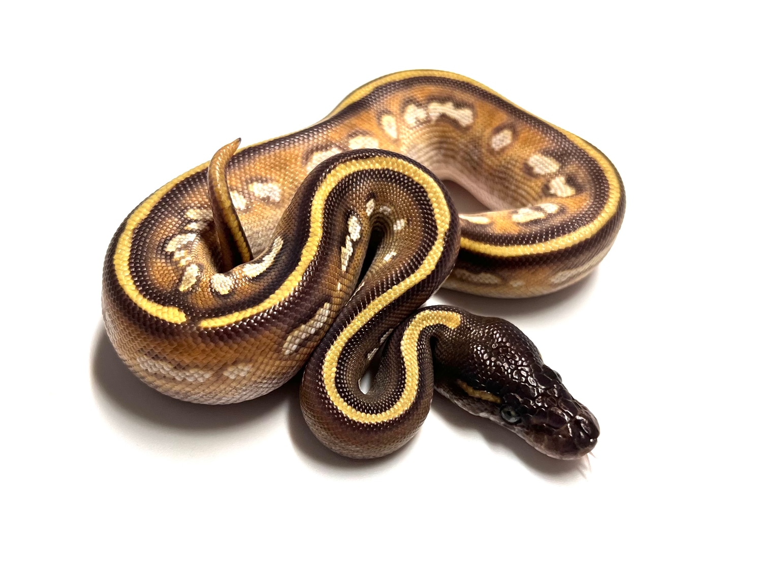 Blackhead Mojave Leopard Enchi YB 100% Het Pied Ball Python by Renowned ...