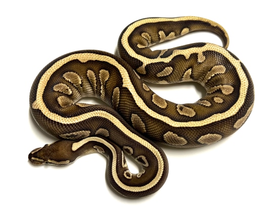 Stranger Leopard Lesser 50% Het Clown Ball Python by Renowned Reptiles