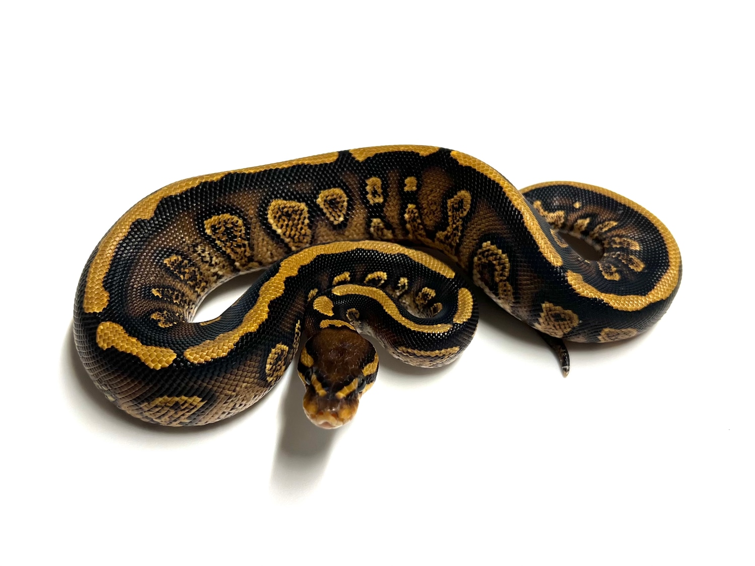 Stranger Yellowbelly 100% Het Clown Ball Python by Renowned Reptiles ...