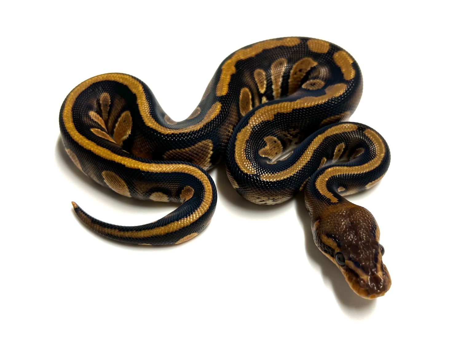 Stranger Orange Dream 100% Het Clown Ball Python by Renowned Reptiles ...
