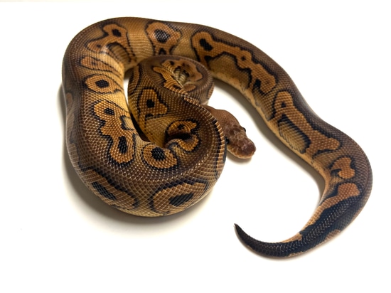 Wookie Black Pastel Clown (YB) Ball Python by Renowned Reptiles