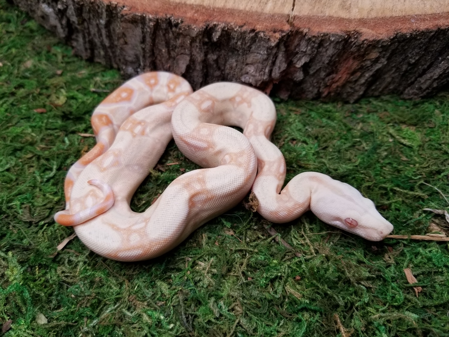 .1 Kahl Albino Het Anery 22' Boa Constrictor by Reptile Awakening ...
