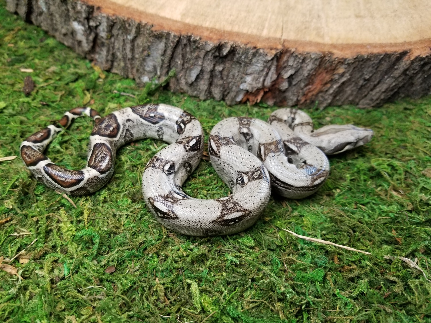 1. Anery Het Kahl Albino 22' Boa Constrictor by Reptile Awakening ...