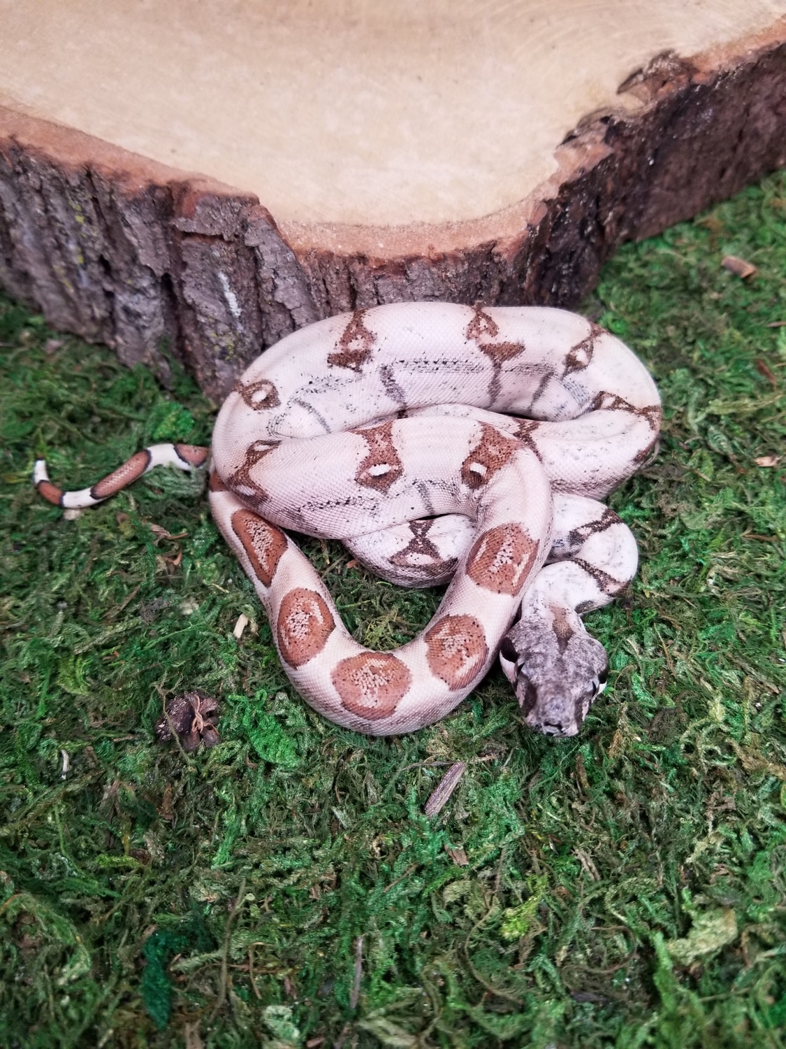 22' .1 Hypo DH Snow Boa Constrictor by Reptile Awakening - MorphMarket