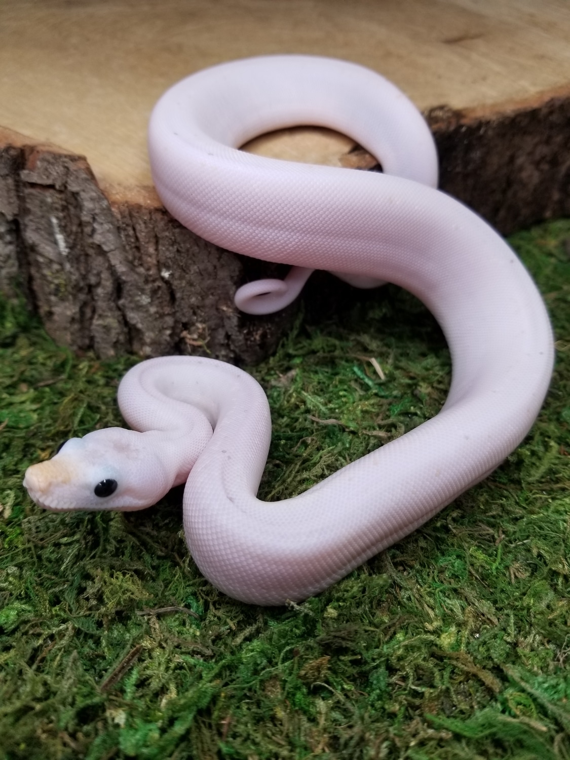 22' 1. Super Fire Boa Constrictor by Reptile Awakening - MorphMarket