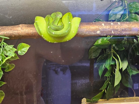 Couples Morelia Viridis Aru Green Tree Python by The Snake